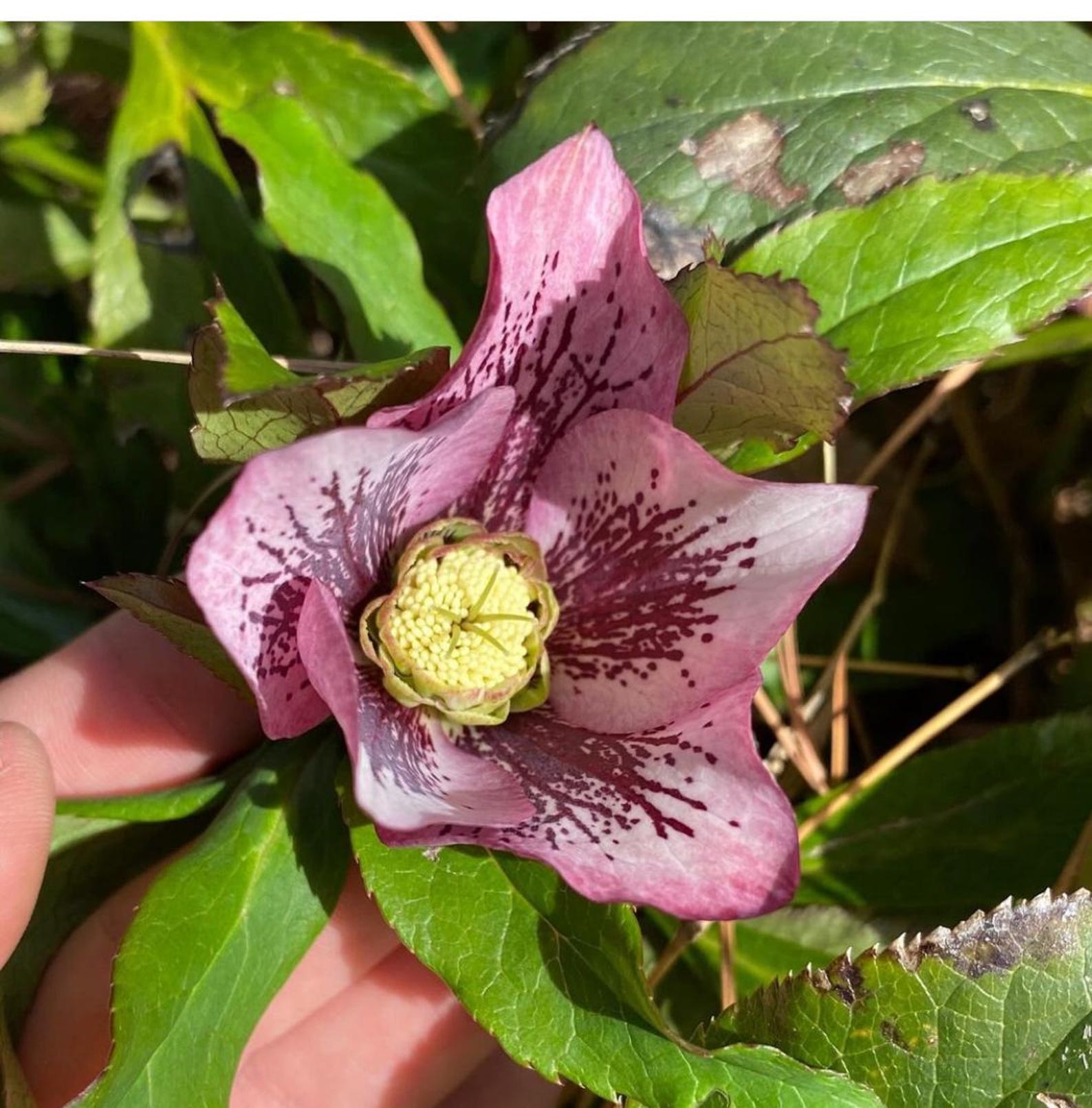 Fresh 2024 Seed Lenten Rose, Helleborus X Hybridus, Unusual Hand-selfed ...