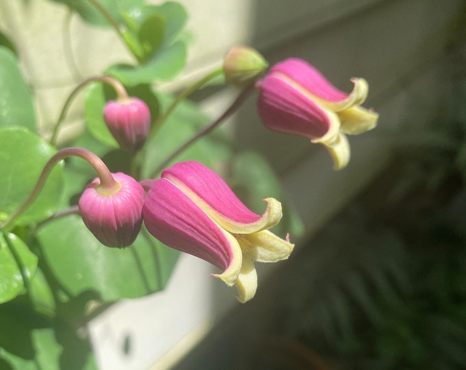 Fresh 2024 Seed: Clematis Glaucophylla, Rare TN Climbing Vine, Gorgeous ...