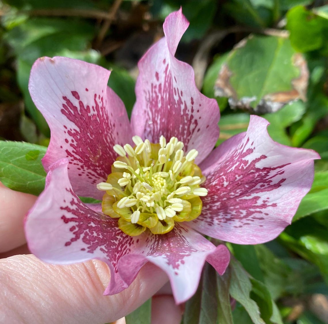 Fresh 2024 Seed Lenten Rose, Helleborus X Hybridus, Unusual Hand-selfed ...