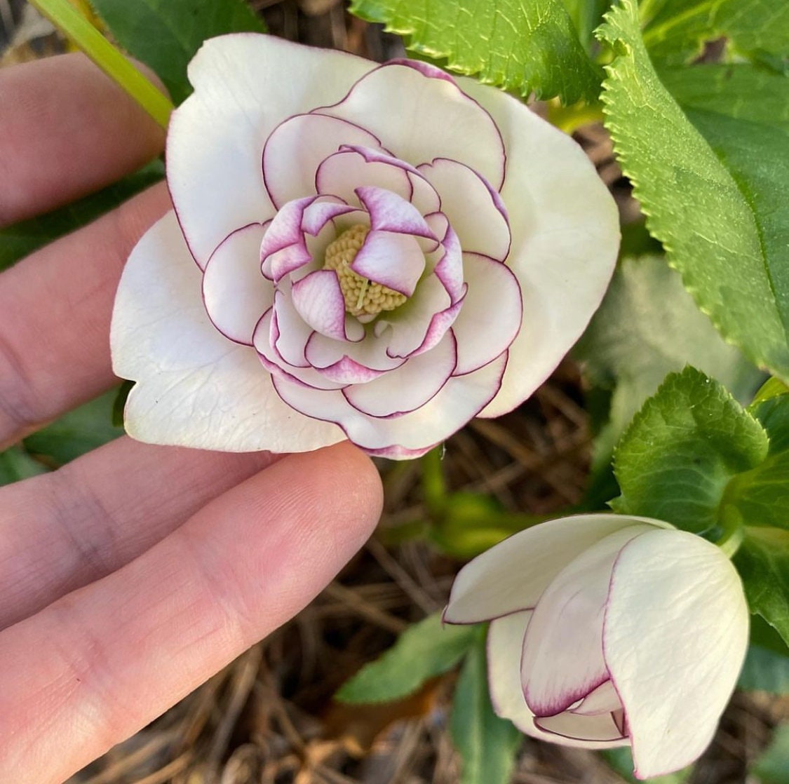 Fresh 2024 Seed Lenten Rose, Helleborus X Hybridus, Incredible White ...