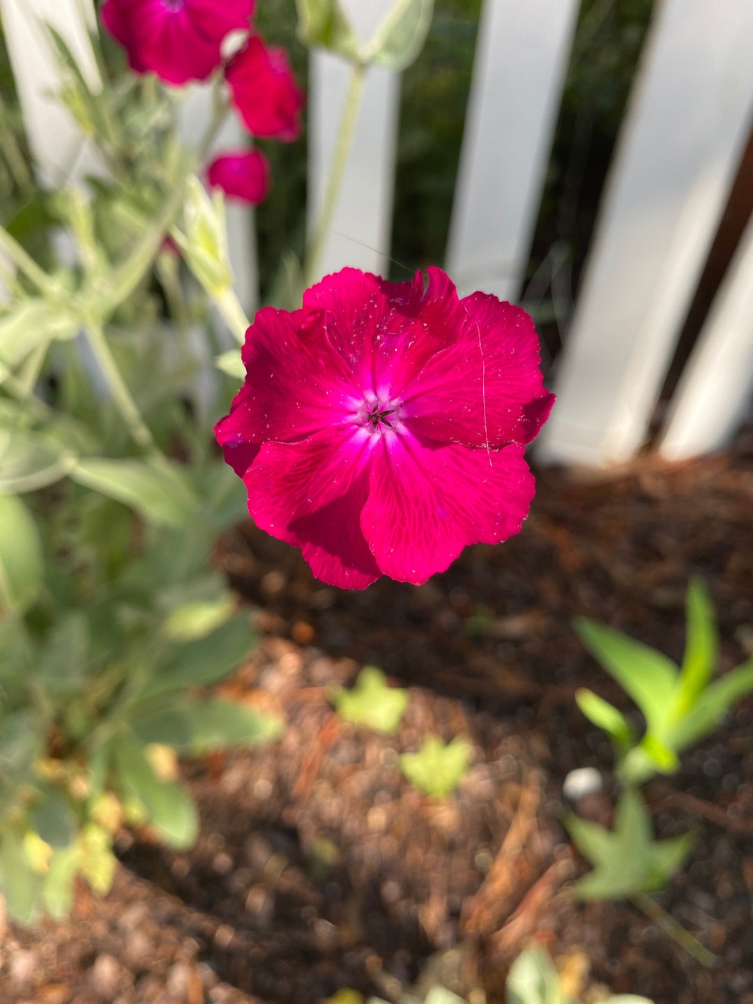Fresh 2024 Seed Silene (syn Lychnis) Coronaria, Rose Campion, Bright Magenta Pink Cottage Garden ...