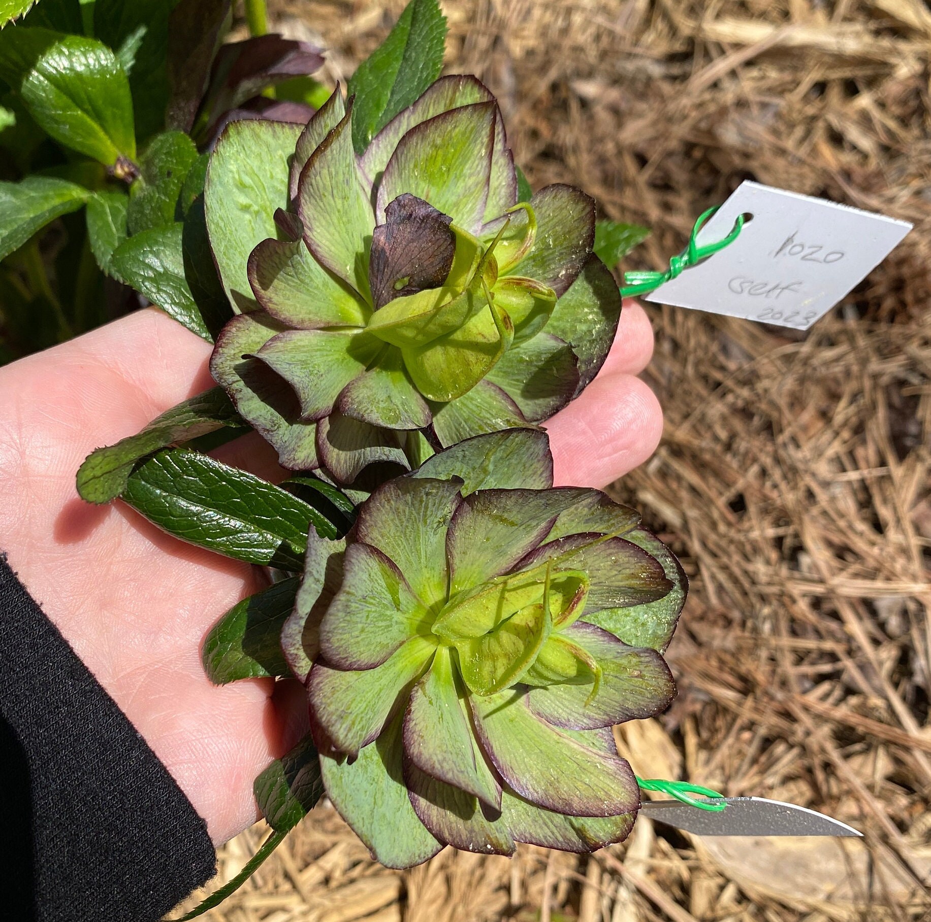 Fresh 2024 Seed Lenten Rose, Helleborus X Hybridus, Gorgeous Hand ...