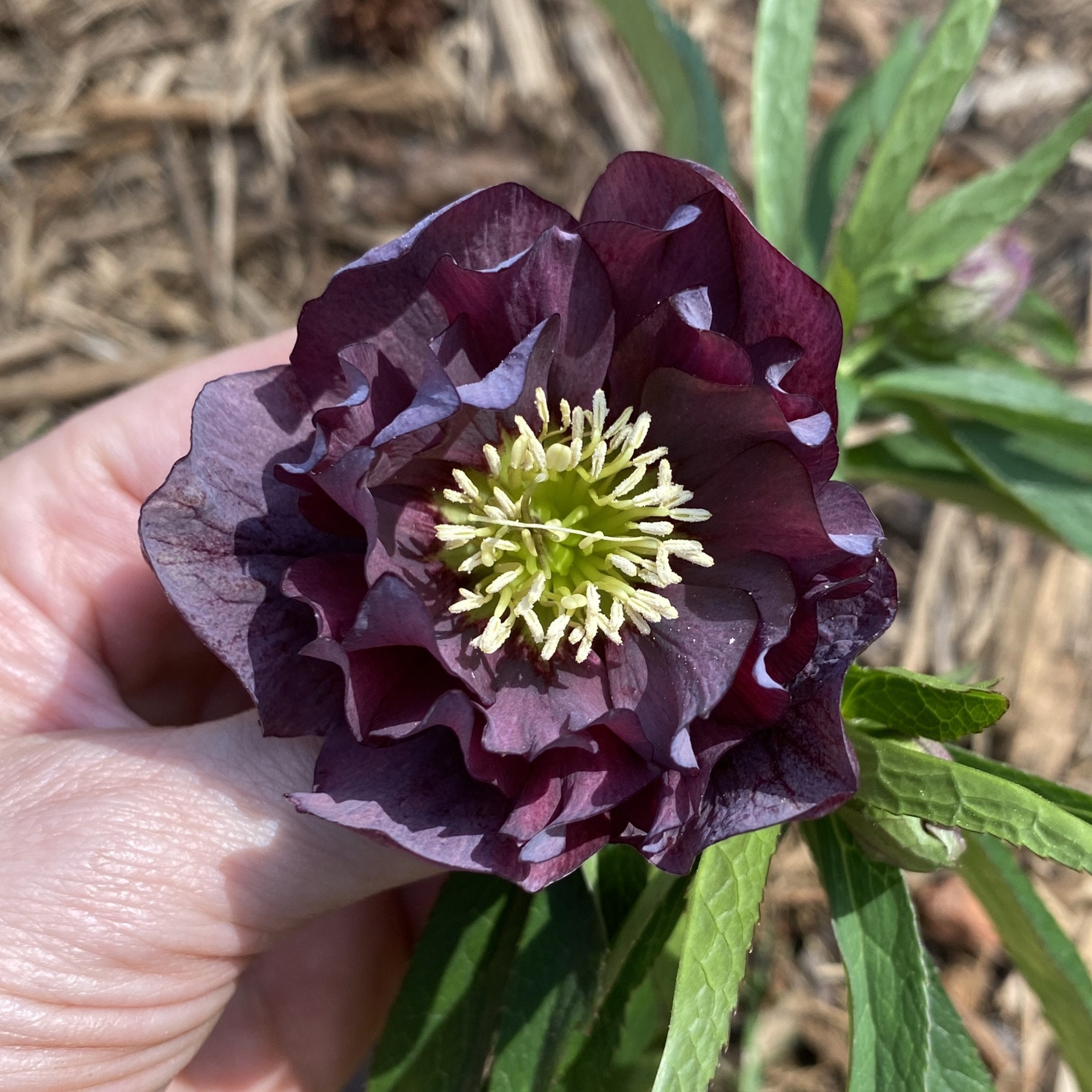 Fresh 2024 Seed Lenten Rose, Helleborus X Hybridus, Gorgeous Hand ...