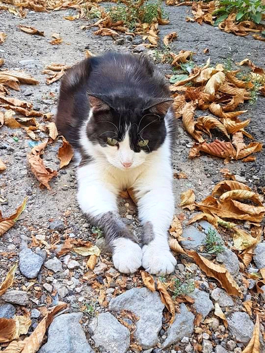 Support Ukrainian Cat Feed Button, Ukrainian Animal Rescue, Digital ...