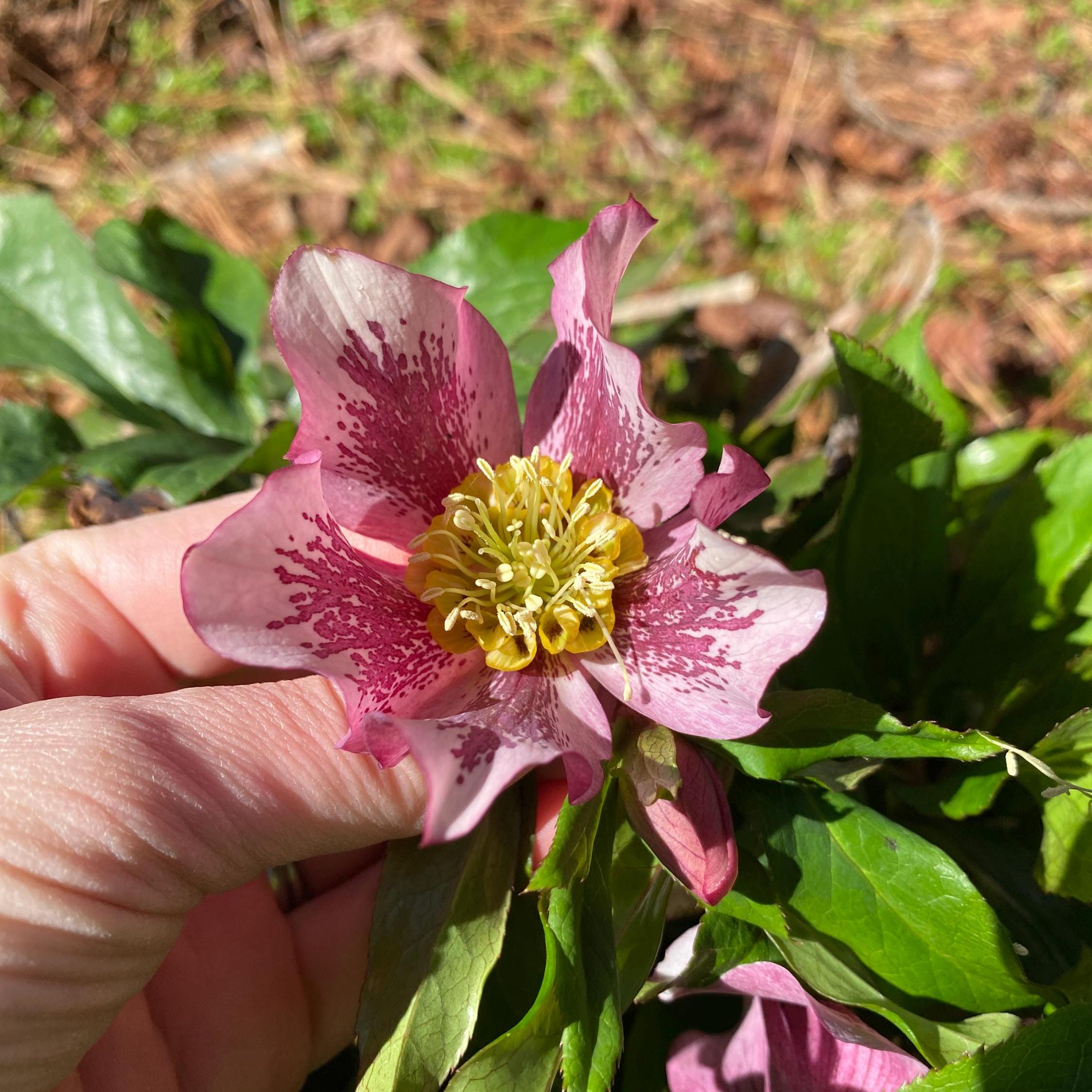 Fresh 2024 Seed Lenten Rose, Helleborus X Hybridus, Unusual Hand-selfed ...
