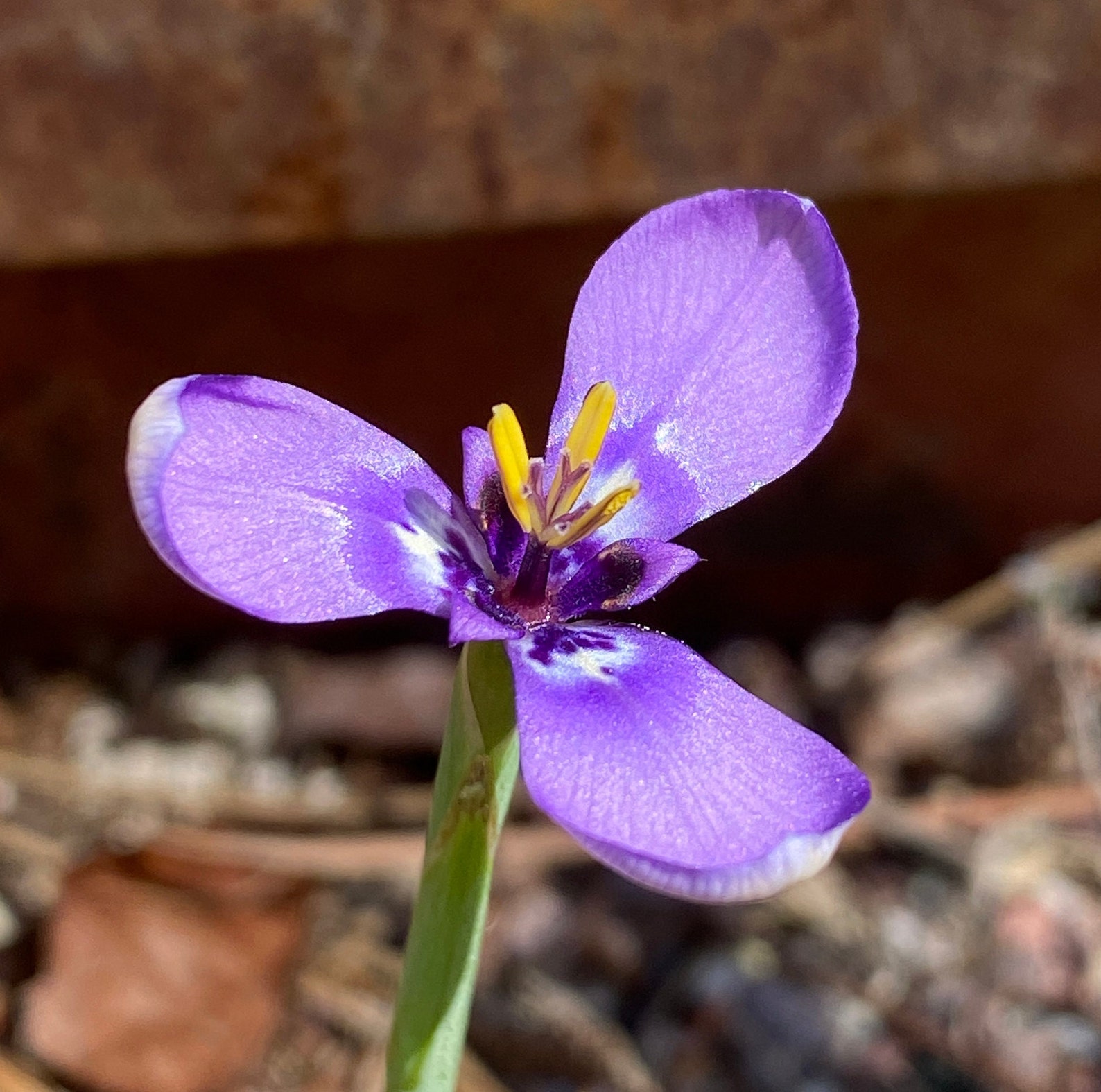 Fresh 2024 Seed: Herbertia Lahue Ssp Lahue, Tiny Rock Garden Iris ...