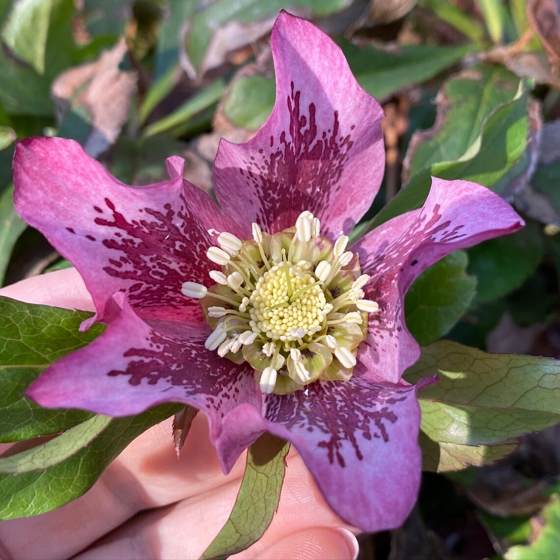 Fresh 2024 Seed Lenten Rose, Helleborus X Hybridus, Unusual Hand-selfed ...