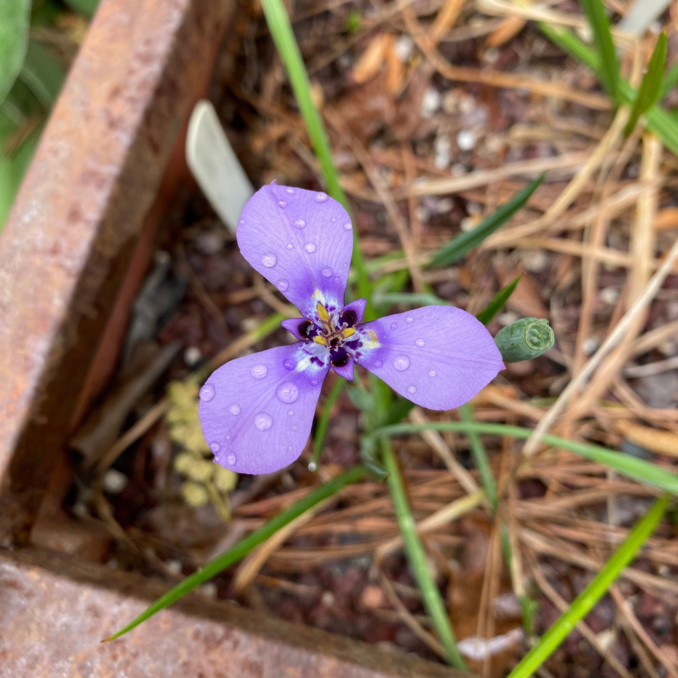 Fresh 2024 Seed: Herbertia Lahue Ssp Lahue, Tiny Rock Garden Iris ...