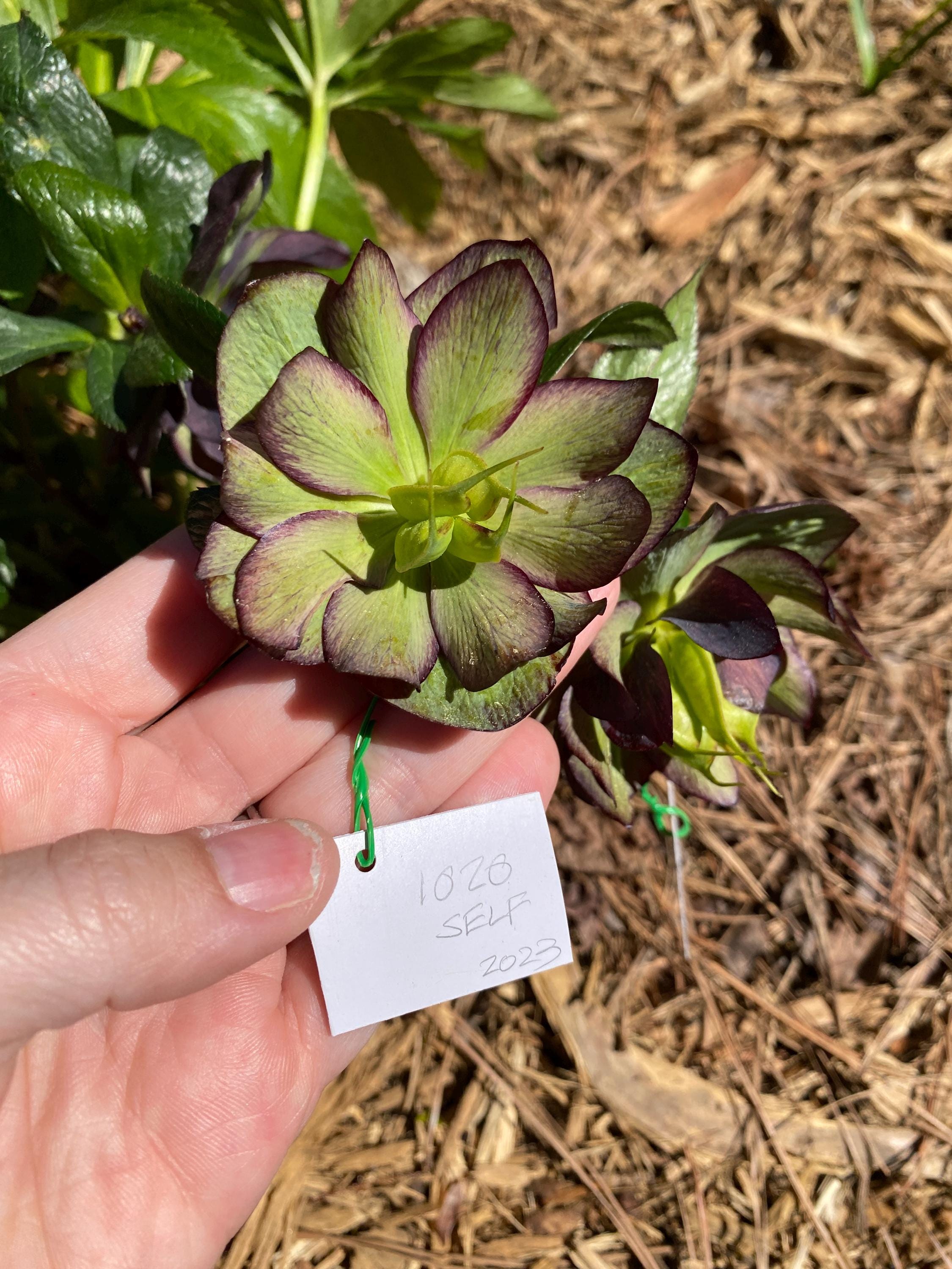 Fresh 2024 Seed Lenten Rose, Helleborus X Hybridus, Gorgeous Hand ...
