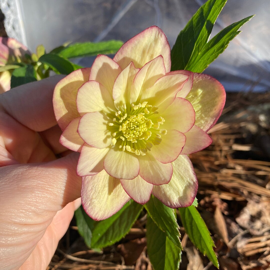 Fresh 2024 Seed Lenten Rose, Helleborus X Hybridus, Hand-crossed Double ...