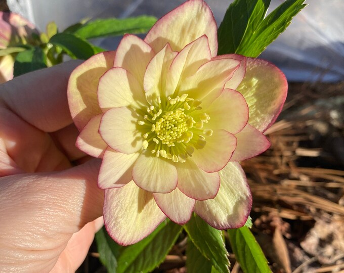 Fresh 2024 Seed Lenten Rose, Helleborus X Hybridus, Hand-crossed Double ...