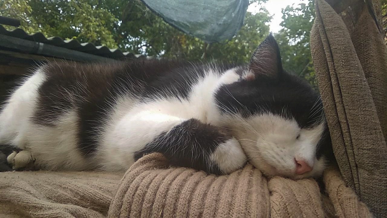 Support Ukrainian Cat Feed Button, Ukrainian Animal Rescue, Digital ...