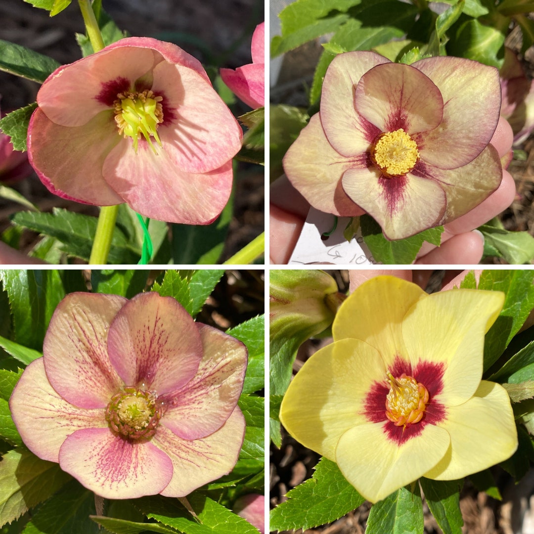 Fresh 2023 Seed Helleborus X Hybridus Vibrant Open-pollinated - Etsy