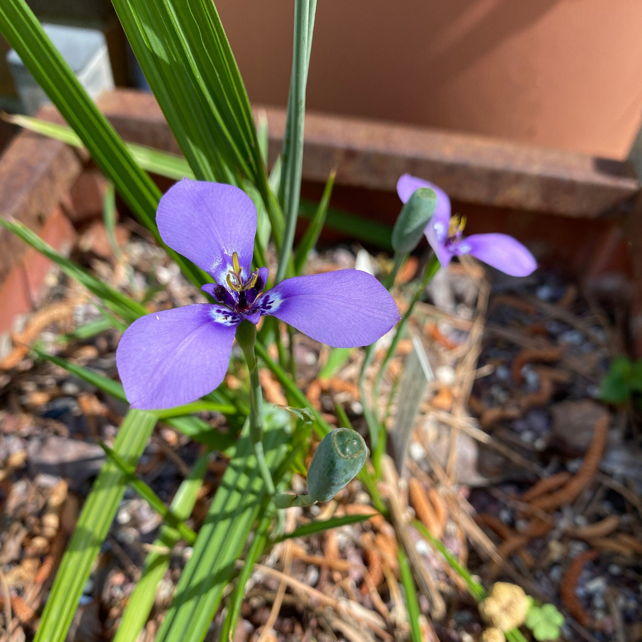 Fresh 2024 Seed: Herbertia Lahue Ssp Lahue, Tiny Rock Garden Iris ...