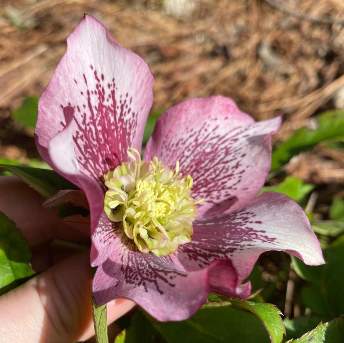 Fresh 2024 Seed Lenten Rose, Helleborus X Hybridus, Unusual Hand-selfed ...
