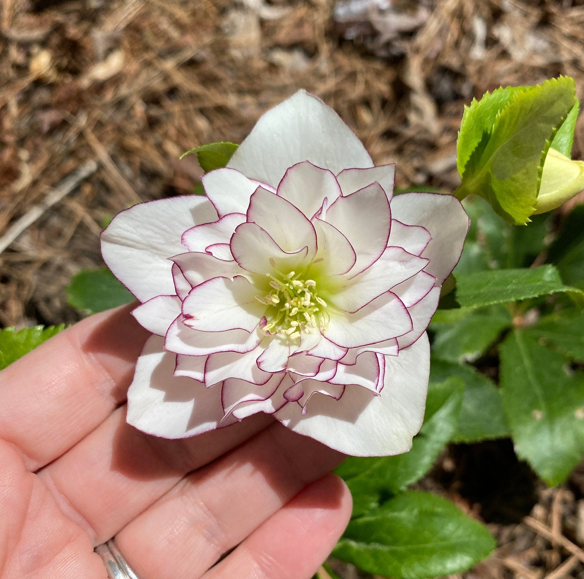 Fresh 2024 Seed Lenten Rose, Helleborus X Hybridus, Incredible White ...