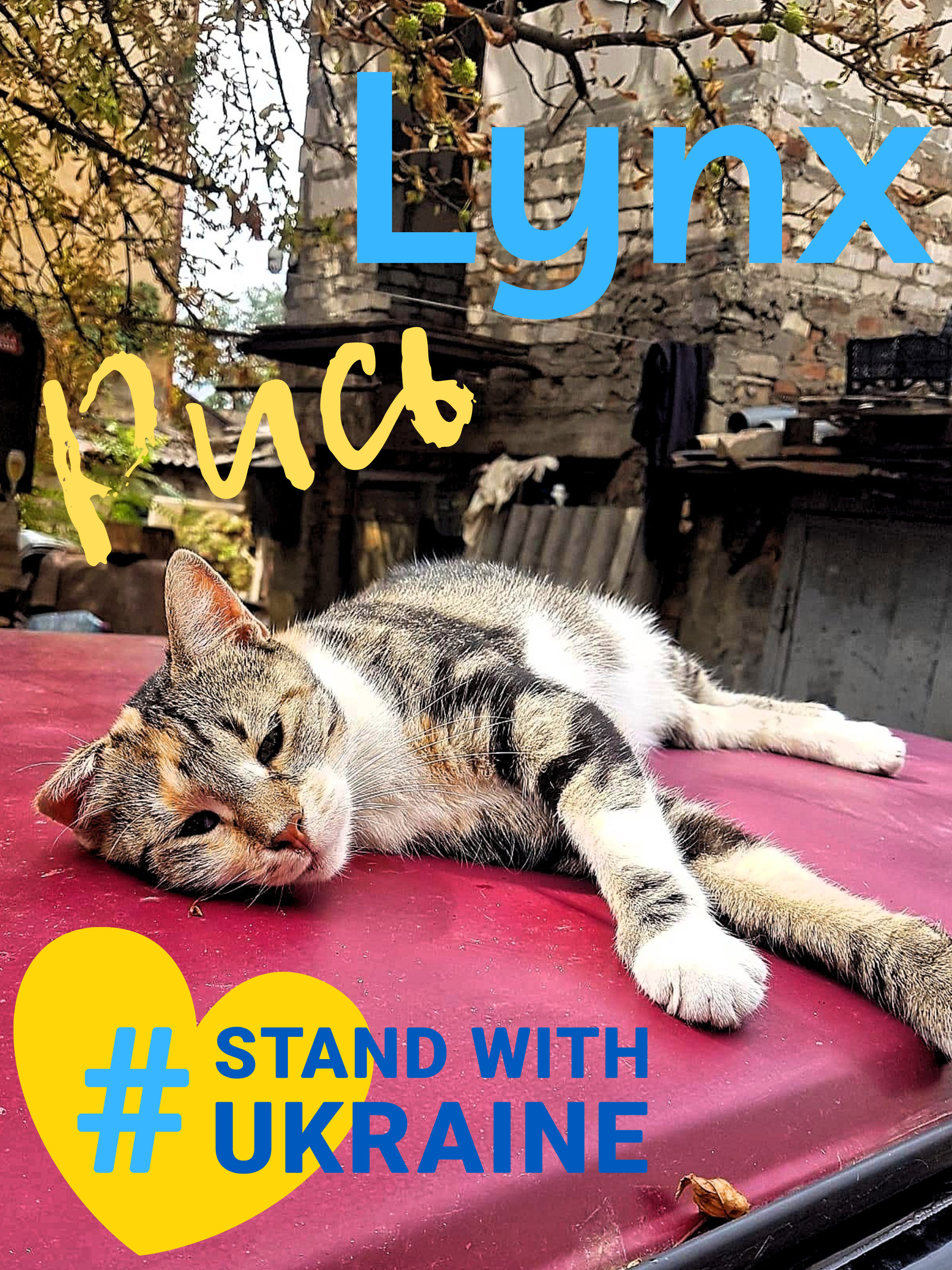 Support Ukrainian Cat Feed Lynx Ukrainian Animal Rescue - Etsy