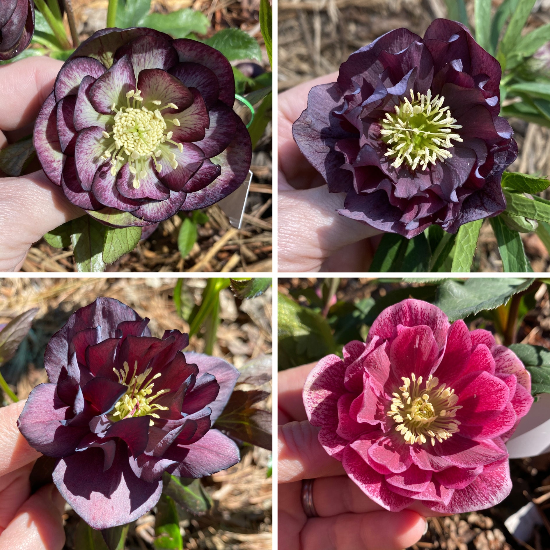 Fresh 2024 Seed Lenten Rose, Helleborus X Hybridus, Gorgeous Hand ...