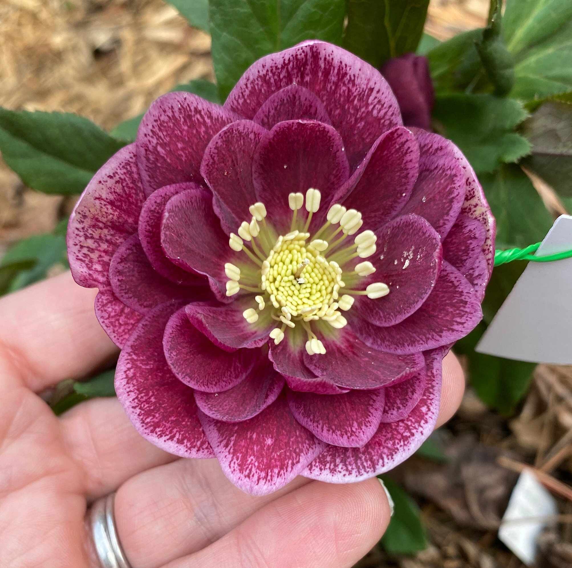 Fresh 2024 Seed Lenten Rose, Helleborus X Hybridus, Gorgeous Hand ...