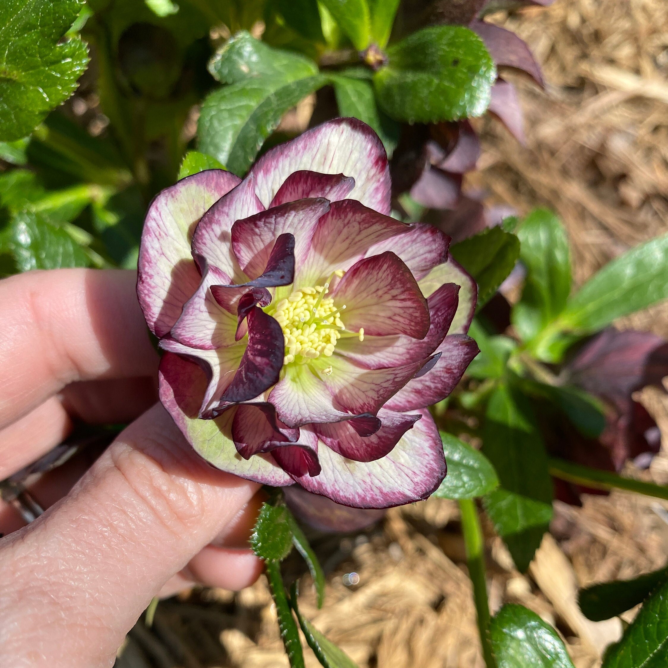 Fresh 2024 Seed Lenten Rose, Helleborus X Hybridus, Gorgeous Hand ...