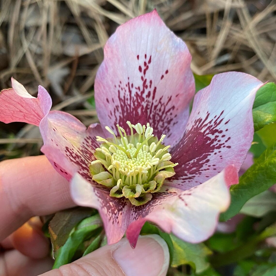 Fresh 2024 Seed Lenten Rose, Helleborus X Hybridus, Unusual Hand-selfed ...