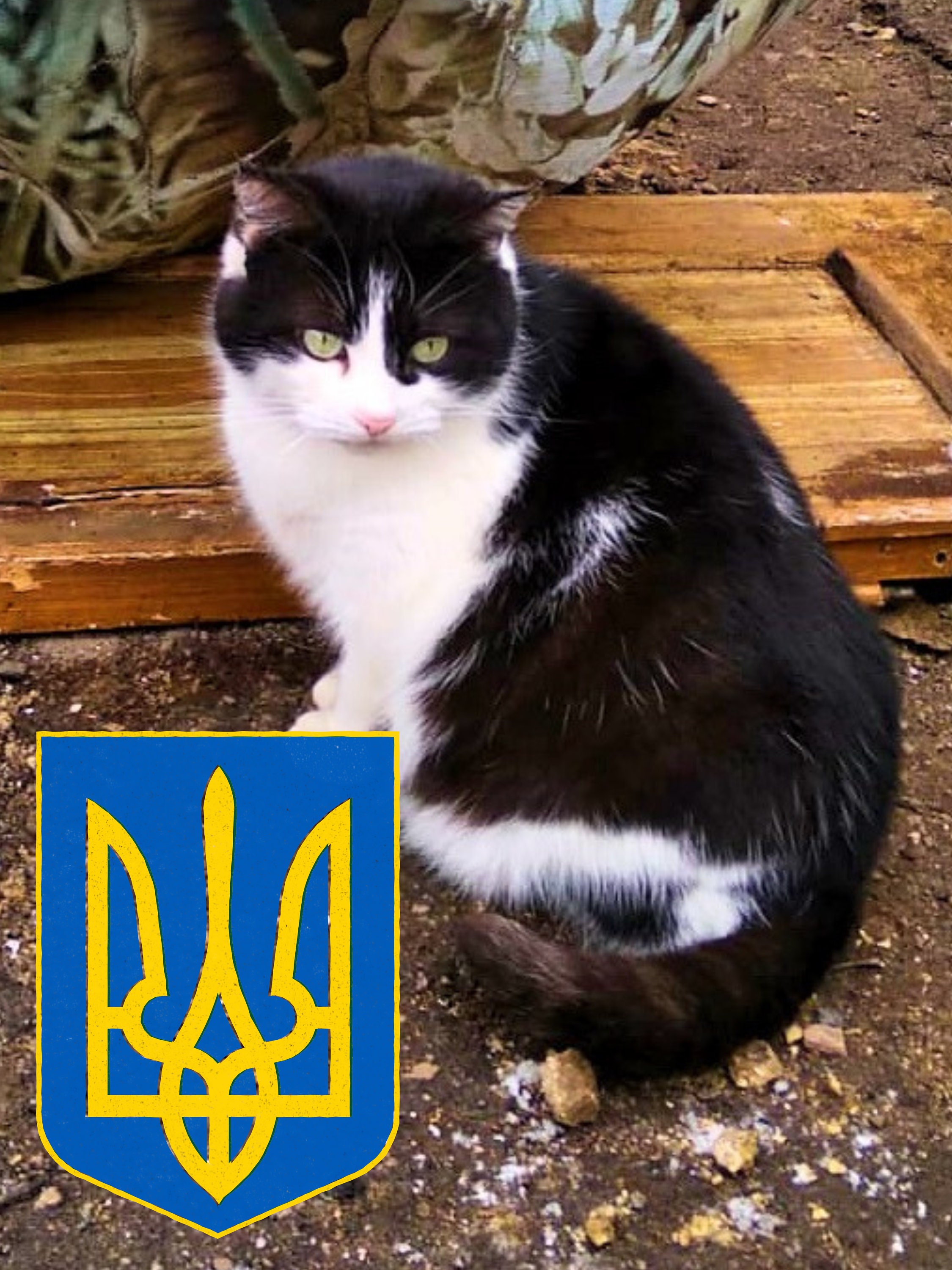 Support Ukrainian Cat Feed Button, Ukrainian Animal Rescue, Digital ...