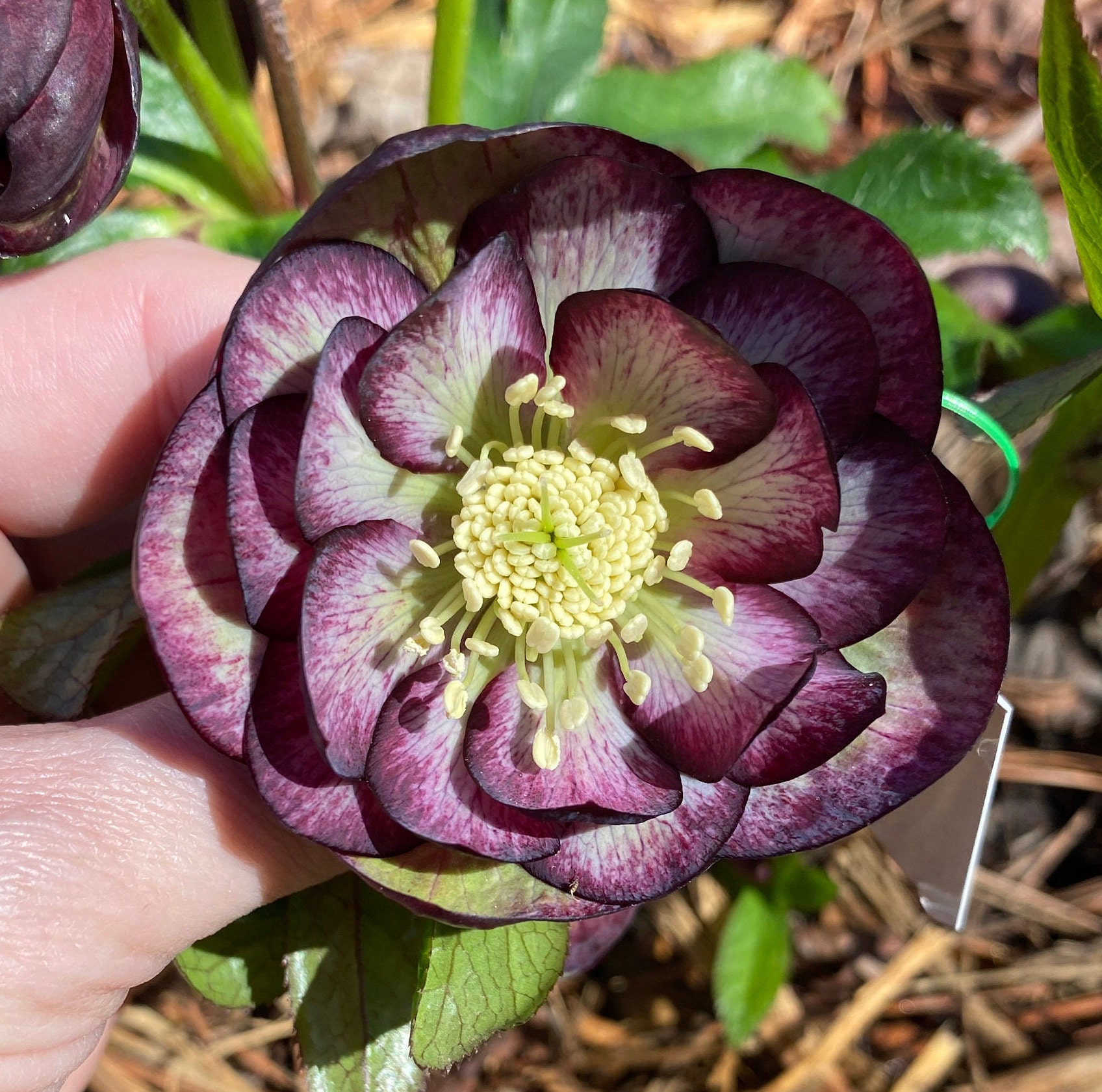 Fresh 2024 Seed Lenten Rose, Helleborus X Hybridus, Gorgeous Hand ...