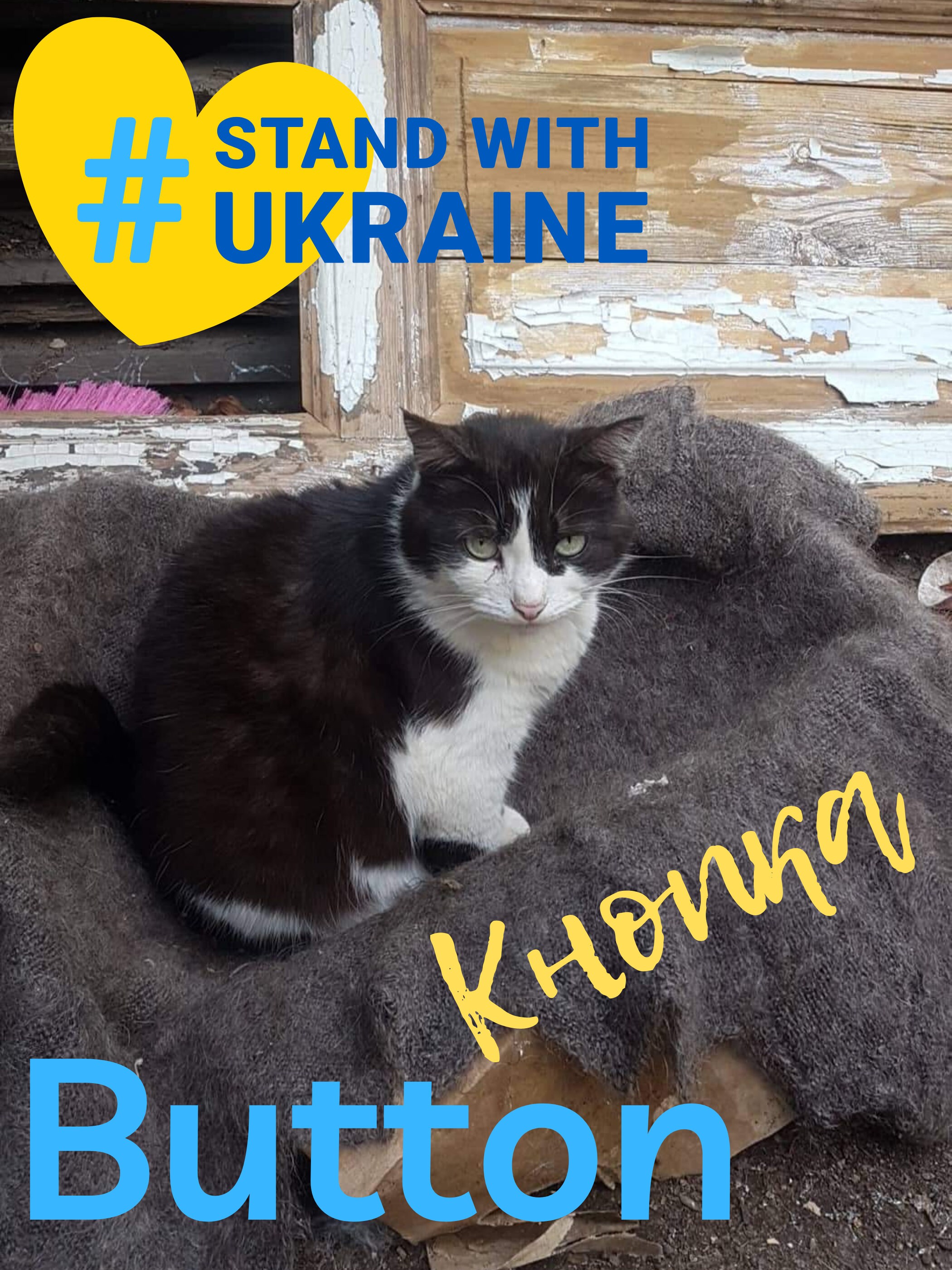 Support Ukrainian Cat Feed Button Ukrainian Animal Rescue - Etsy