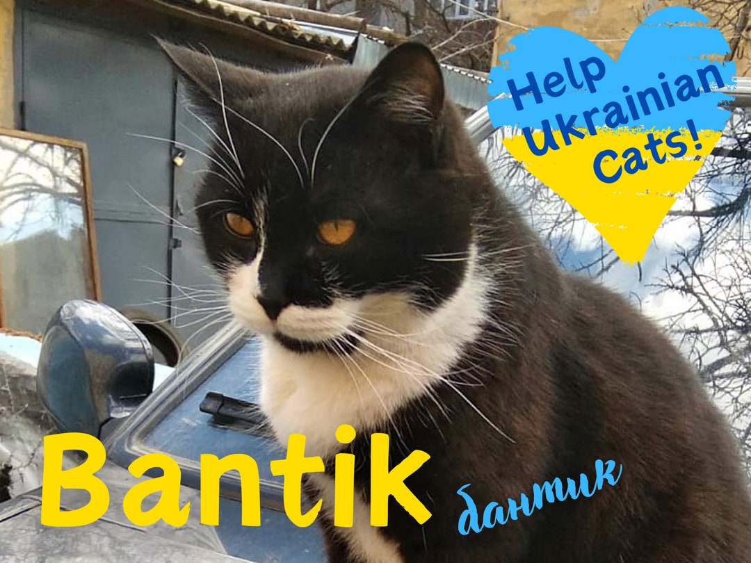 Support Ukrainian Cat Feed Bowtie, Ukrainian Animal Rescue, Digital ...
