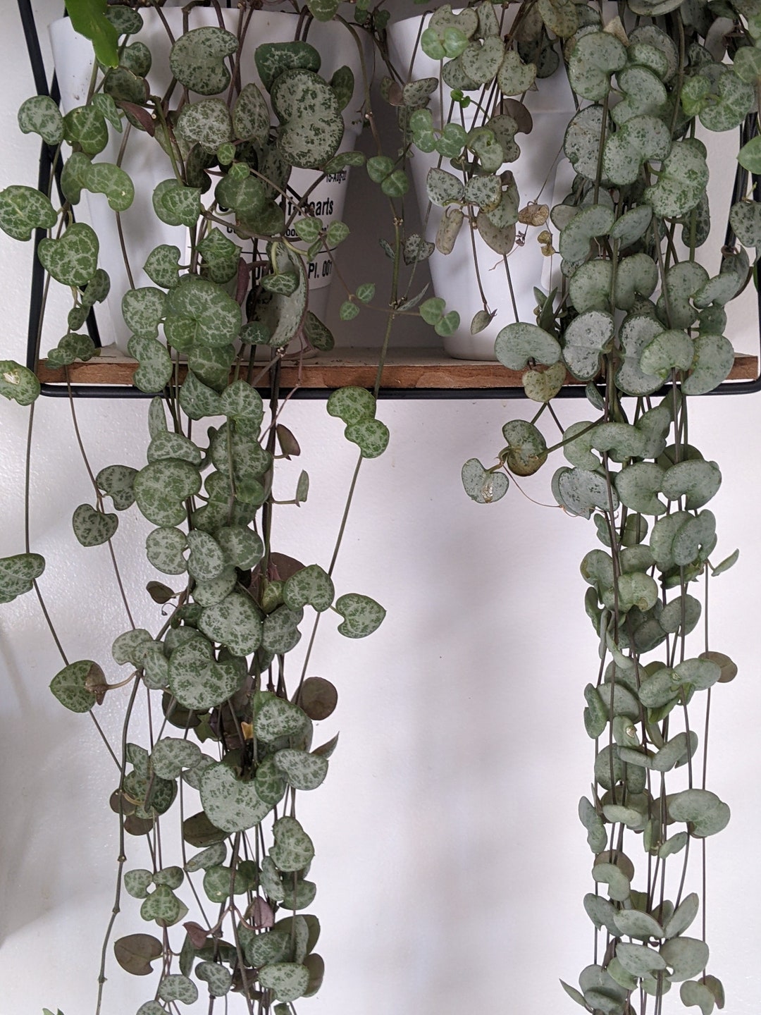 Moon Valley, Leopard Lilly, Hoya, String of Harts, Ivy, African Violet ...