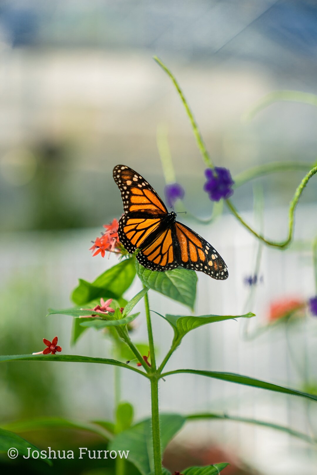 Vibrant Monarch Butterfly - Etsy