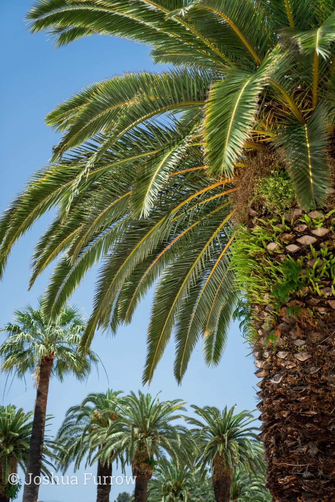 Europe Palm Trees - Etsy