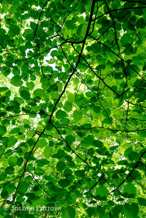 A Tree of Wonder - Etsy