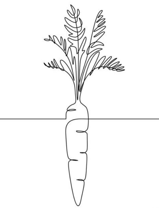 Carrot Vegetable in Continuous Line Art Drawing Style. Growing Carrot ...