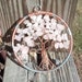 The Double Rose Tree of Life Pendant With Rose Quartz and Rose Gold or ...