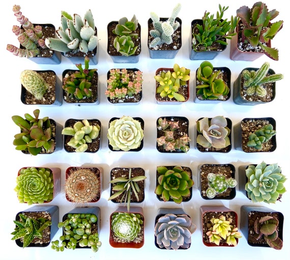 16 Pack 2 Inch Potted Succulents Unique Succulent Plant Pack Bulk ...