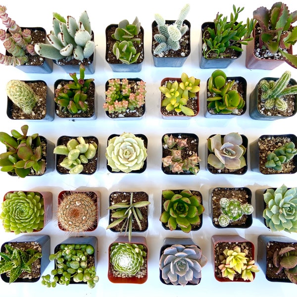 Bulk Mini Succulent Plants Potted - Etsy