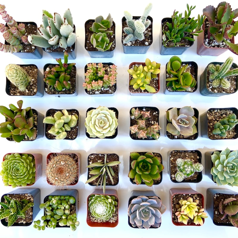 Succulent Kits - Etsy