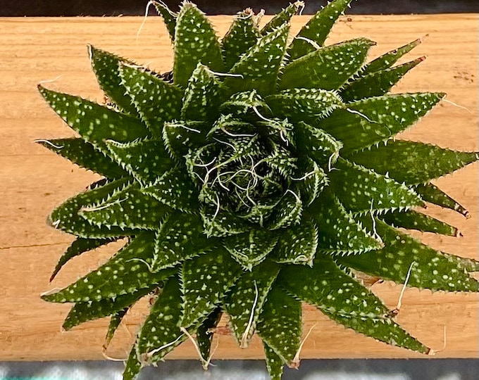 2 Inch Lace Aloe Succulent Plant - Easy Care, Drought Tolerant ...