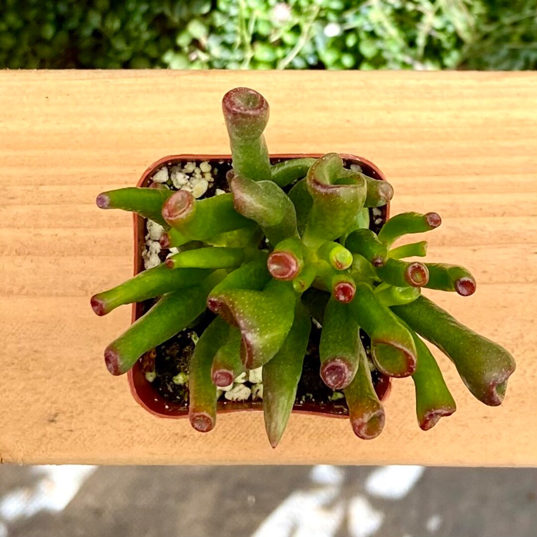 Crassula Ovata Gollum Succulent - Rare Shrek's Ears, Indoor Plant - Etsy