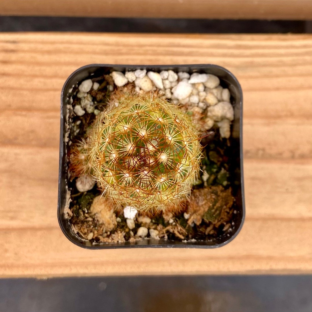 2 Inch Potted Lady Finger Cactus - Stunning Copper King Variety ...