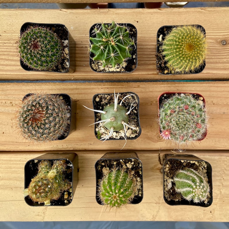 12 Live Cacti Assortment – Rare Mixed Cacti Collection – Easy Care ...