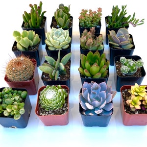 16 Pack Potted Succulents: Unique Variety Pack, Low Maintenance Ships ...