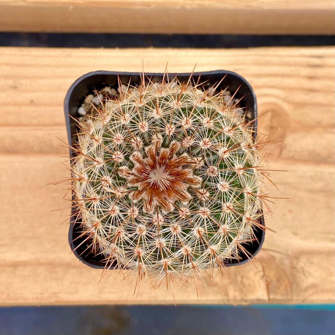 2 Inch Potted Silver Ball Cactus (parodia Scopa): Rare Succulent Decor ...