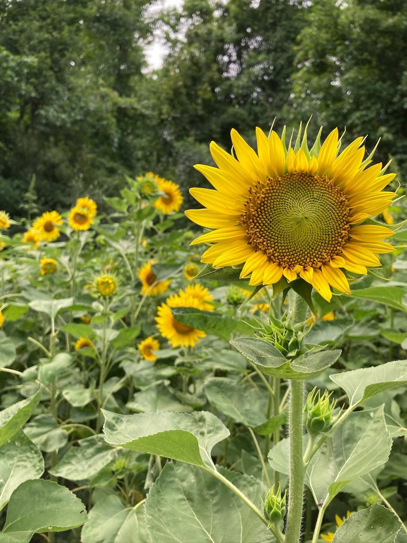 Sunflower "soul Radiance" Flower Essence - Etsy
