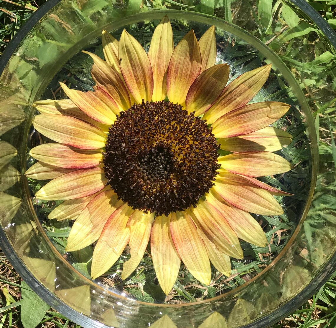 Sunflower "soul Radiance" Flower Essence - Etsy