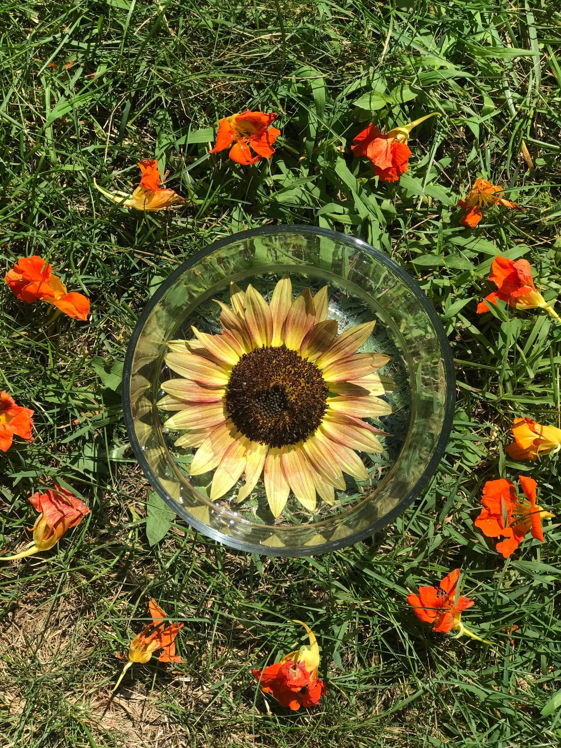 Sunflower "soul Radiance" Flower Essence - Etsy