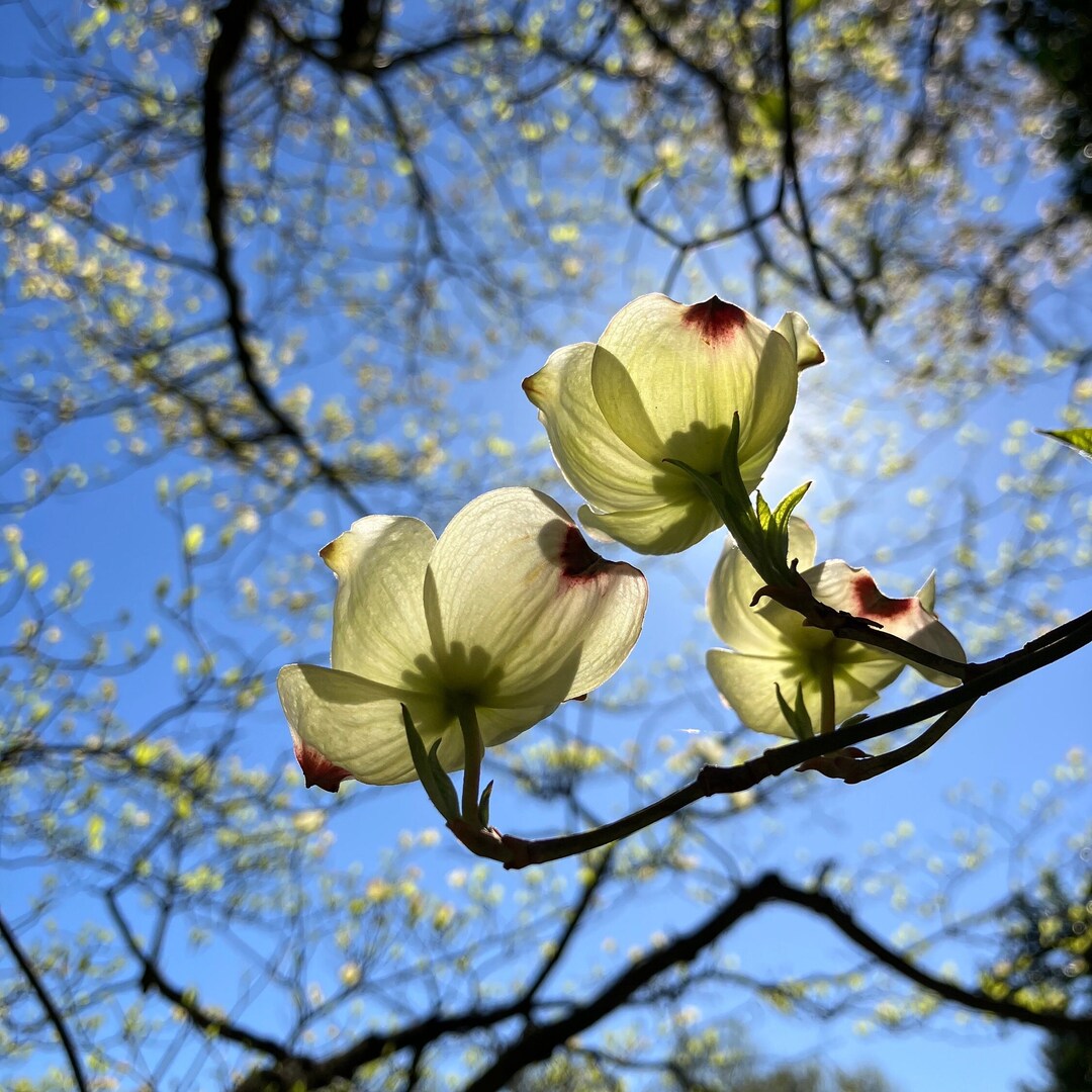 Dogwood "embodied Grace" Flower Essence | Abuse, Trauma, Harmony After ...