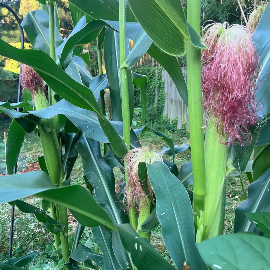 Corn grounded Presence Flower Essence - Etsy