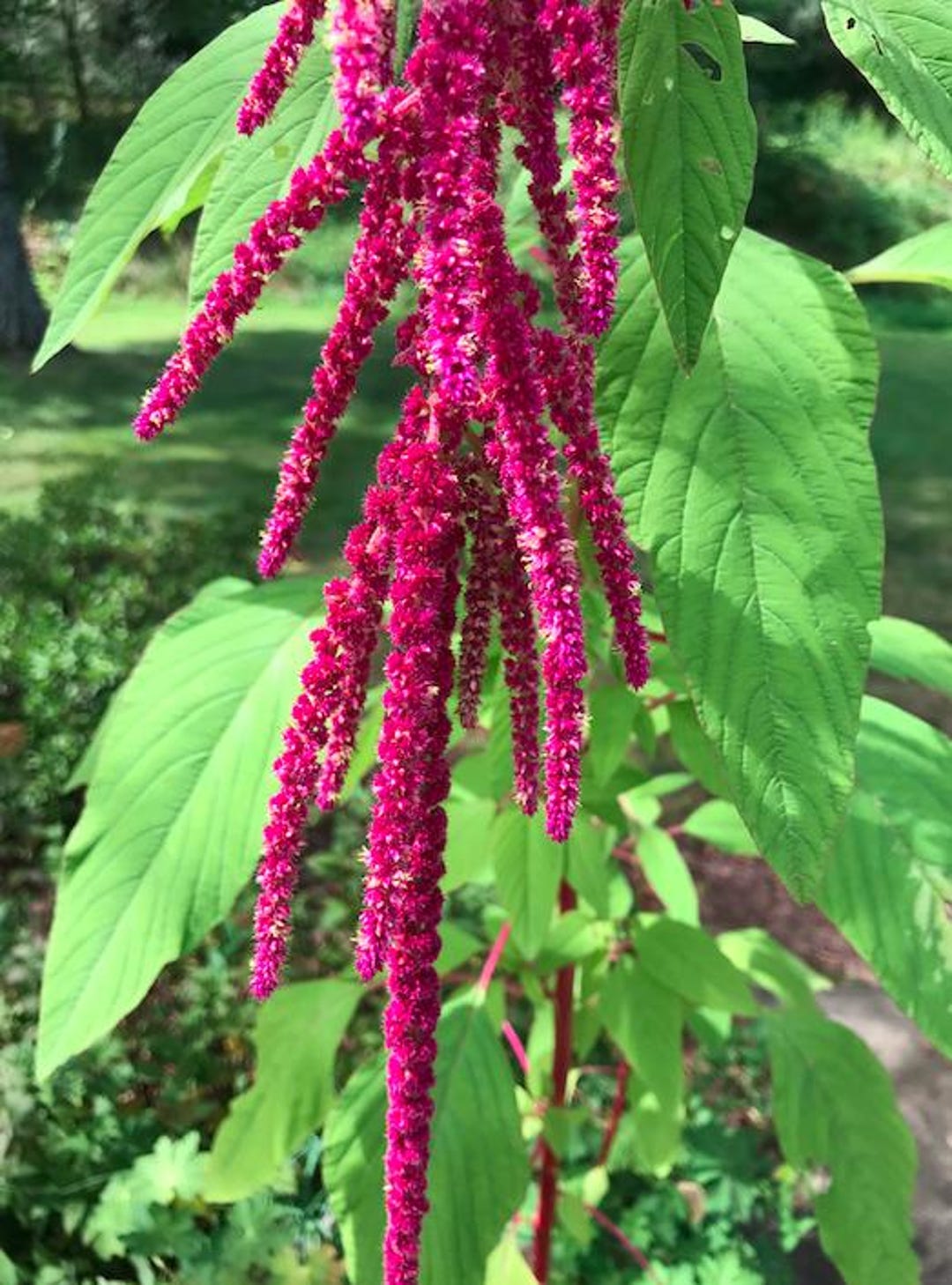 Love-lies-bleeding Flower Essence - Etsy
